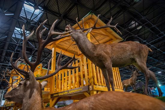 Preserved Animals On Display One Nature Editorial Stock Photo - Stock ...