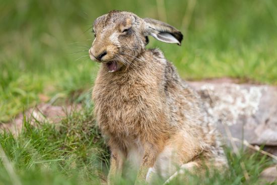 Hare Pictured Harelarious Pose Photographer Spent Editorial Stock Photo ...