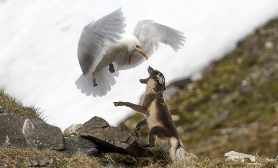 Ferocious Gull Dives Face Off Arctic Editorial Stock Photo - Stock ...