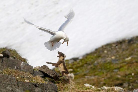 Ferocious Gull Dives Face Off Arctic Editorial Stock Photo - Stock ...