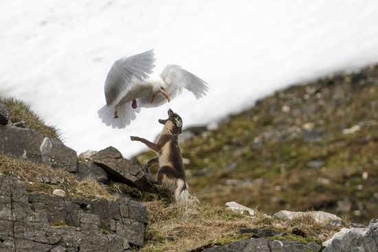 Ferocious Gull Dives Face Off Arctic Editorial Stock Photo - Stock ...