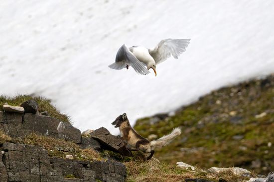 Ferocious Gull Dives Face Off Arctic Editorial Stock Photo - Stock ...