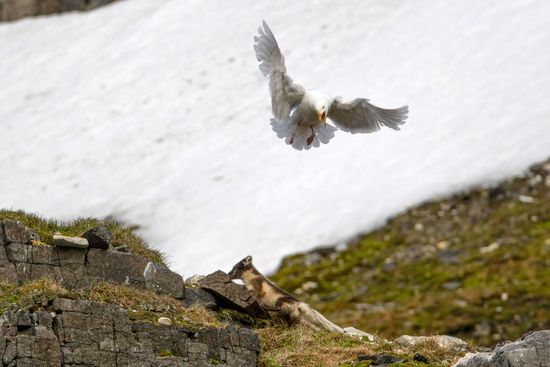 Ferocious Gull Dives Face Off Arctic Editorial Stock Photo - Stock ...