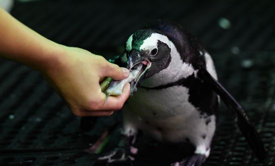 Li Ruixi Feeds Penguin Beluga Sanya Editorial Stock Photo - Stock Image ...