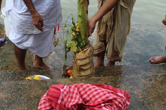 Devotees Performing Rituals Sacred Banana Tree Editorial Stock Photo ...