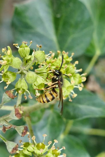 Wasp On Common Ivy Flower Heads Editorial Stock Photo - Stock Image ...