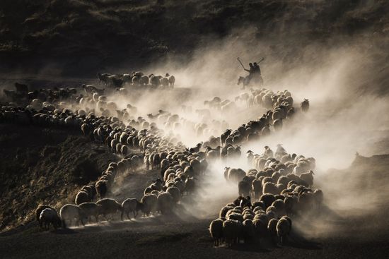 Sheep Kick Dust Their Shepherds Lead Editorial Stock Photo - Stock ...