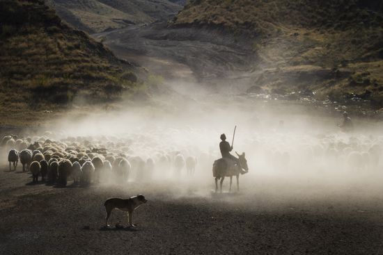 Sheep Kick Dust Their Shepherds Lead Editorial Stock Photo - Stock ...