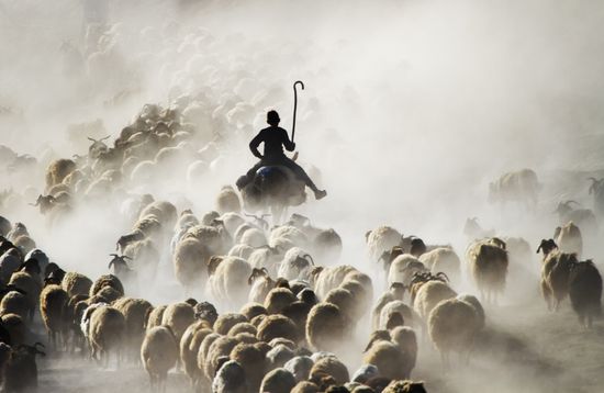 Sheep Kick Dust Their Shepherds Lead Editorial Stock Photo - Stock ...