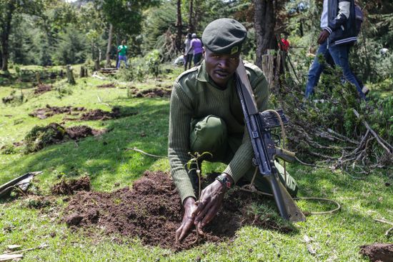 Armed Kenya Forest Service Ranger Plants Editorial Stock Photo - Stock ...