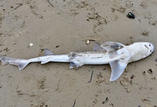 Spiny Dogfish Spurdog Mud Shark Piked Editorial Stock Photo - Stock ...