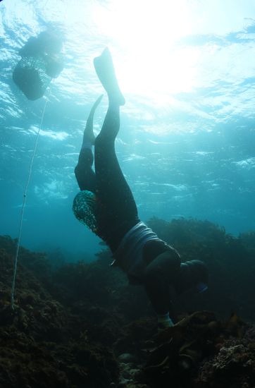 Haenyeo Female Diver Collects Shellfish Waters Editorial Stock Photo ...
