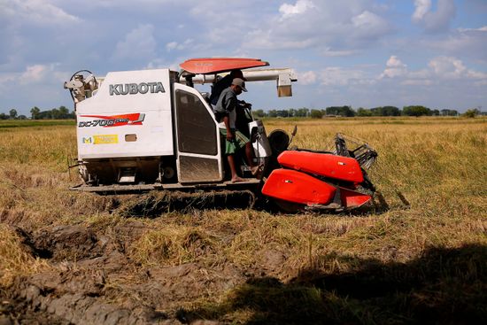 Farmers Harvest Rice Reaping Machine Paddy Editorial Stock Photo ...