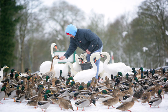 Man Feeding Ducks Swans Snow Editorial Stock Photo - Stock Image ...