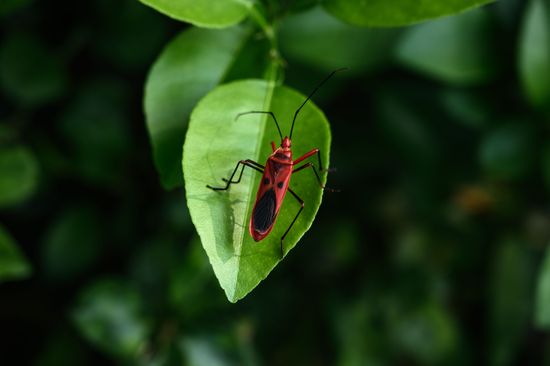 Giant Red Bug Macrocheraia Grandis Found Editorial Stock Photo - Stock ...