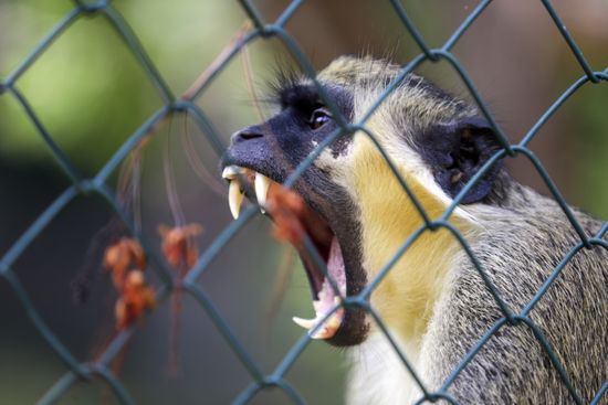Green Monkey Morgana Ecolodge Opened Calheta Editorial Stock Photo ...