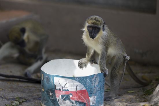 Green Monkey Morgana Ecolodge Opened Calheta Editorial Stock Photo ...