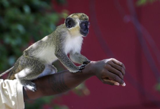 Green Monkey Morgana Ecolodge Opened Calheta Editorial Stock Photo ...