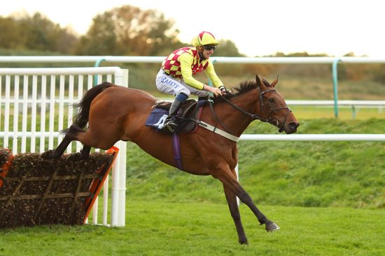 Glimpse Gold Ridden By Joey Haynes Editorial Stock Photo - Stock Image ...