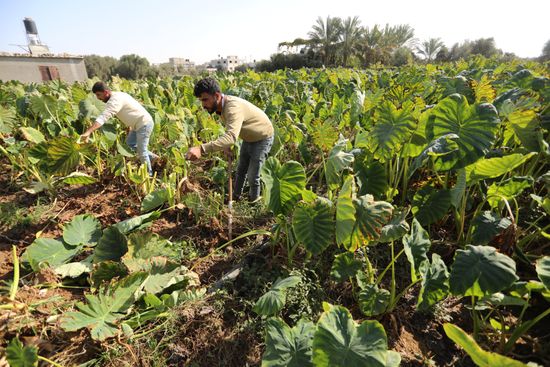 Palestinian Farmers Harvest Colocasia Gaza City Editorial Stock Photo ...