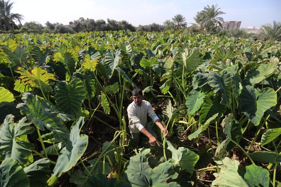 Palestinian Farmers Harvest Colocasia Gaza City Editorial Stock Photo ...