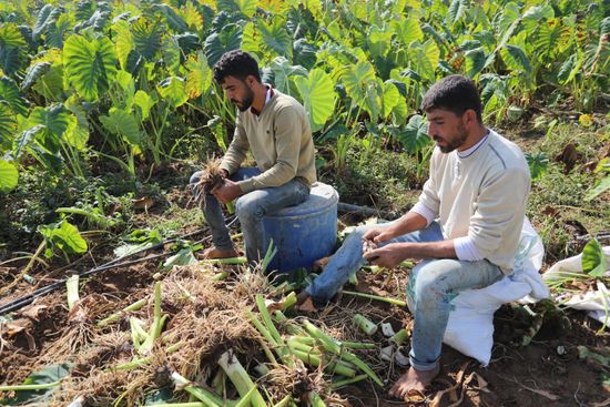 Palestinian Farmers Harvest Colocasia Gaza City Editorial Stock Photo ...