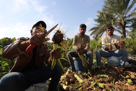 Palestinian Farmers Harvest Colocasia Gaza City Editorial Stock Photo ...