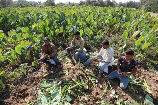 Palestinian Farmers Harvest Colocasia Gaza City Editorial Stock Photo ...