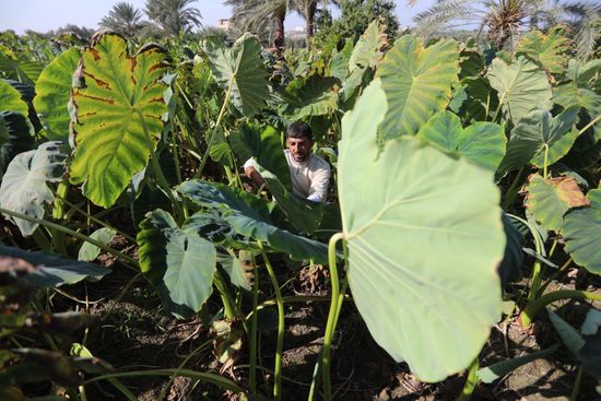 Palestinian Farmers Harvest Colocasia Gaza City Editorial Stock Photo ...