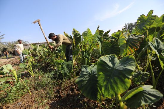 Palestinian Farmers Harvest Colocasia Gaza City Editorial Stock Photo ...