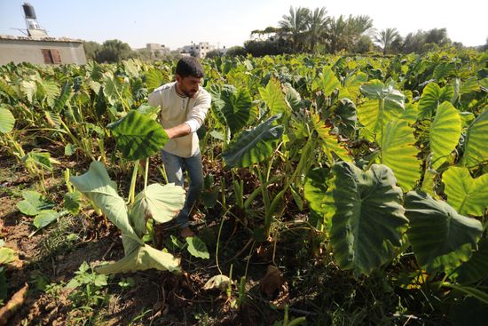 Palestinian Farmers Harvest Colocasia Gaza City Editorial Stock Photo ...