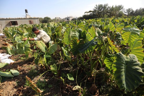 Palestinian Farmers Harvest Colocasia Gaza City Editorial Stock Photo ...