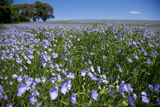 Cultivation Flax Countryside Flax Linum Usitatissimum Editorial Stock ...