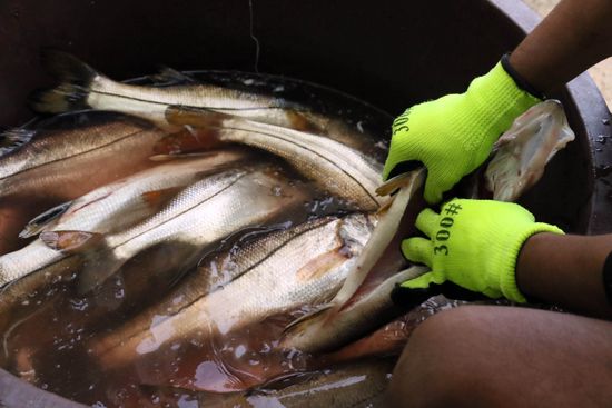 Man Prepares Fish Kaukira Honduras 12 Editorial Stock Photo - Stock ...