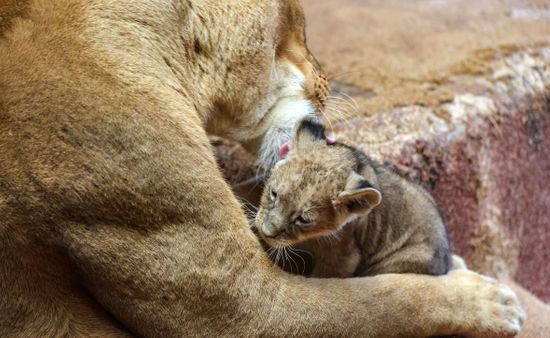 Lion Mother Fiona Cares One Her Editorial Stock Photo - Stock Image ...