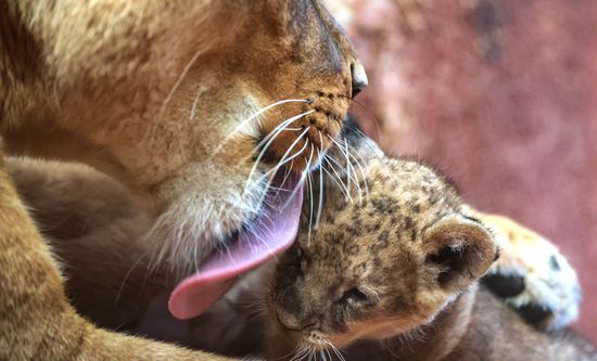 Lion Mother Fiona Cares One Her Editorial Stock Photo - Stock Image ...