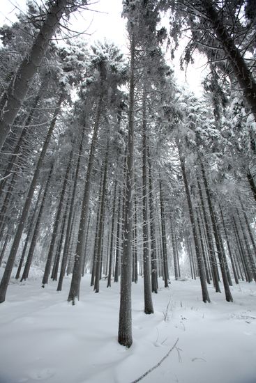 Belgian Ardennes Under Snow Belgium Editorial Stock Photo - Stock Image ...