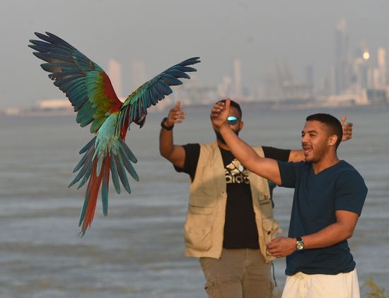 Bird Lovers Train Parrot During Training Editorial Stock Photo - Stock ...
