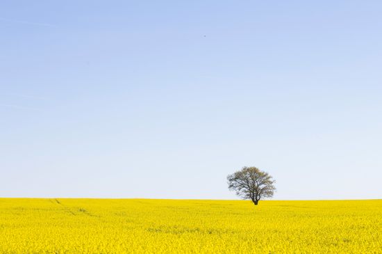 Yellow Rapeseed Field On Sweden Editorial Stock Photo - Stock Image ...