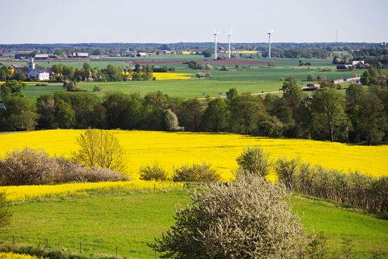 Yellow Rapeseed Field On Sweden Editorial Stock Photo - Stock Image ...