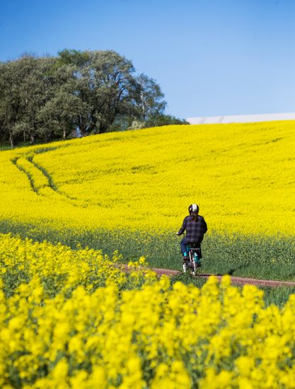 Yellow Rapeseed Field On Sweden Editorial Stock Photo - Stock Image ...