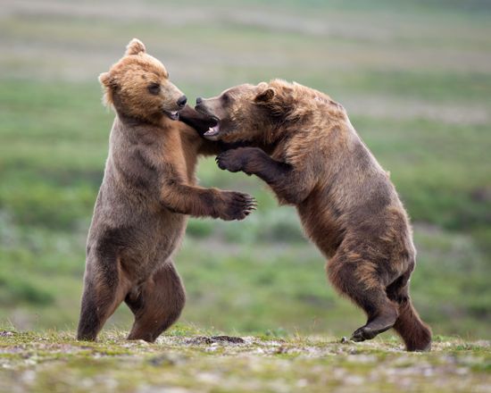 Pair Battling Bears Embrace 6 Year Editorial Stock Photo - Stock Image ...