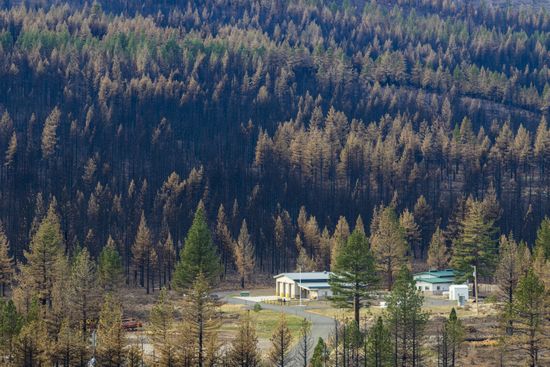 View Acres Burned Forest Tamarack Fire Editorial Stock Photo - Stock ...