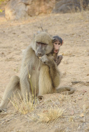 Chacma Baboon Baby Editorial Stock Photo - Stock Image | Shutterstock