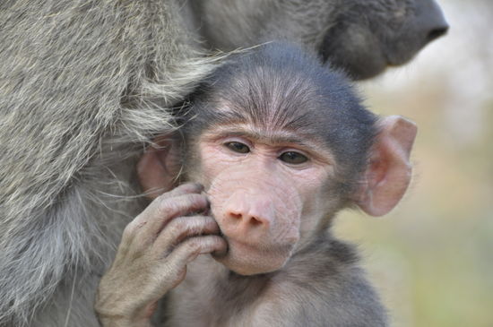 Chacma Baboon Baby Thinking Editorial Stock Photo - Stock Image | Shutterstock