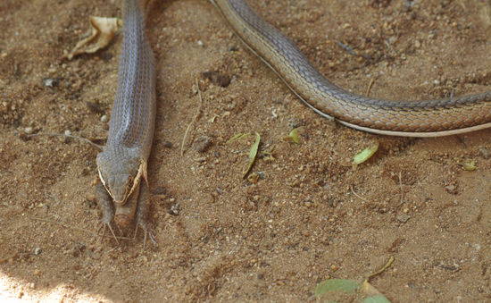 Olive Grass Snake Eating Lizard Editorial Stock Photo - Stock Image ...