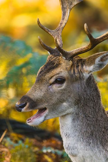 Youre Bit Silly Deer Deer Pokes Editorial Stock Photo - Stock Image ...