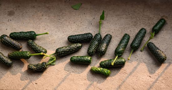 Fresh Green Long Pepper Picked Plants Editorial Stock Photo - Stock ...