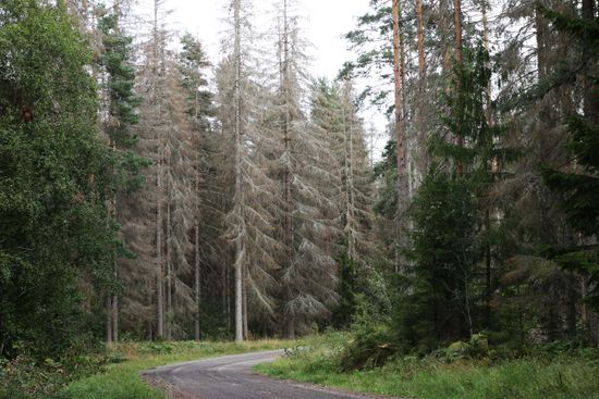 Infestation By European Spruce Bark Beetle Editorial Stock Photo ...
