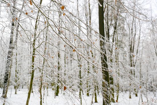 Snow Covers Trees Near Sainthubert Southern Editorial Stock Photo ...